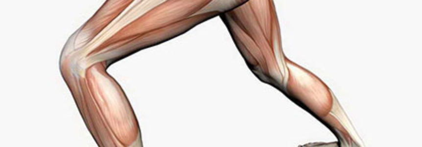 Tendones y ligamentos