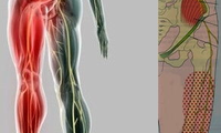 Meralgia parestésica. Síntomas, causas y tratamientos de Meralgia ...